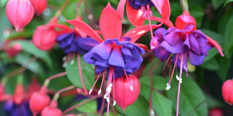 Color fucsia - ¿Qué color es el fucsia?